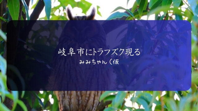 岐阜市にミミズク？トラフズクの仲間が遊びに来てる。 | GIFU-WALKER